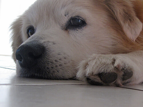 Erstes Seniorenheim für Hunde in Tokio - Magazin Wohnen & Leben im Alter